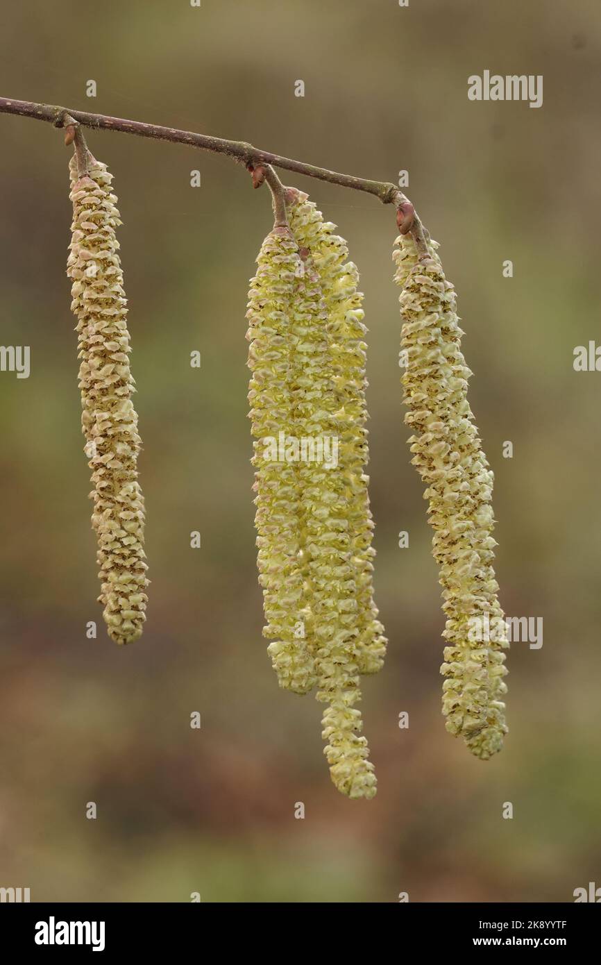 A branch of Common Hazel(Corylus avellana), vertical Stock Photo - Alamy