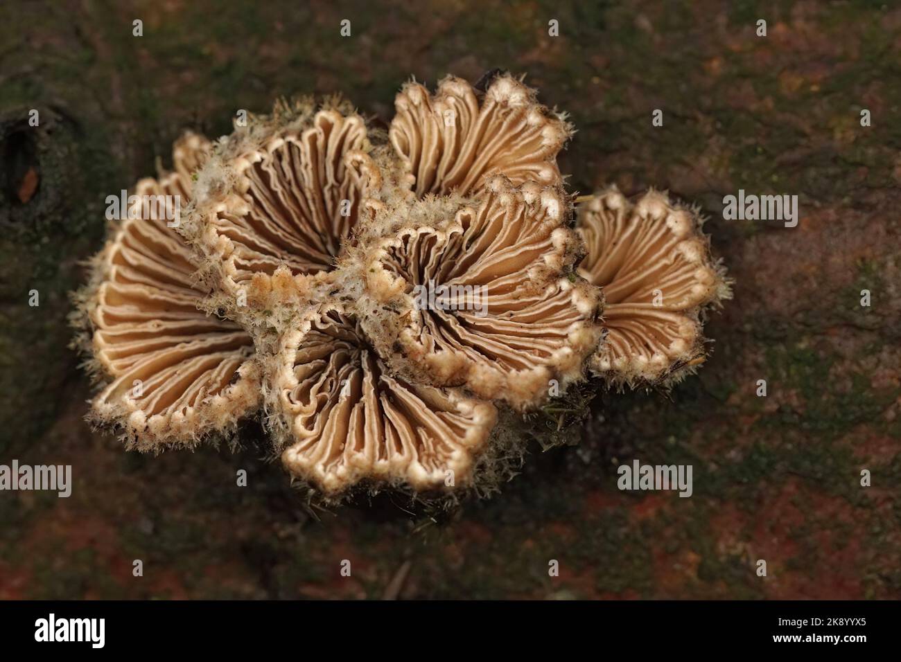 A Splitgill mushroom fungus on a mossy tree Stock Photo - Alamy