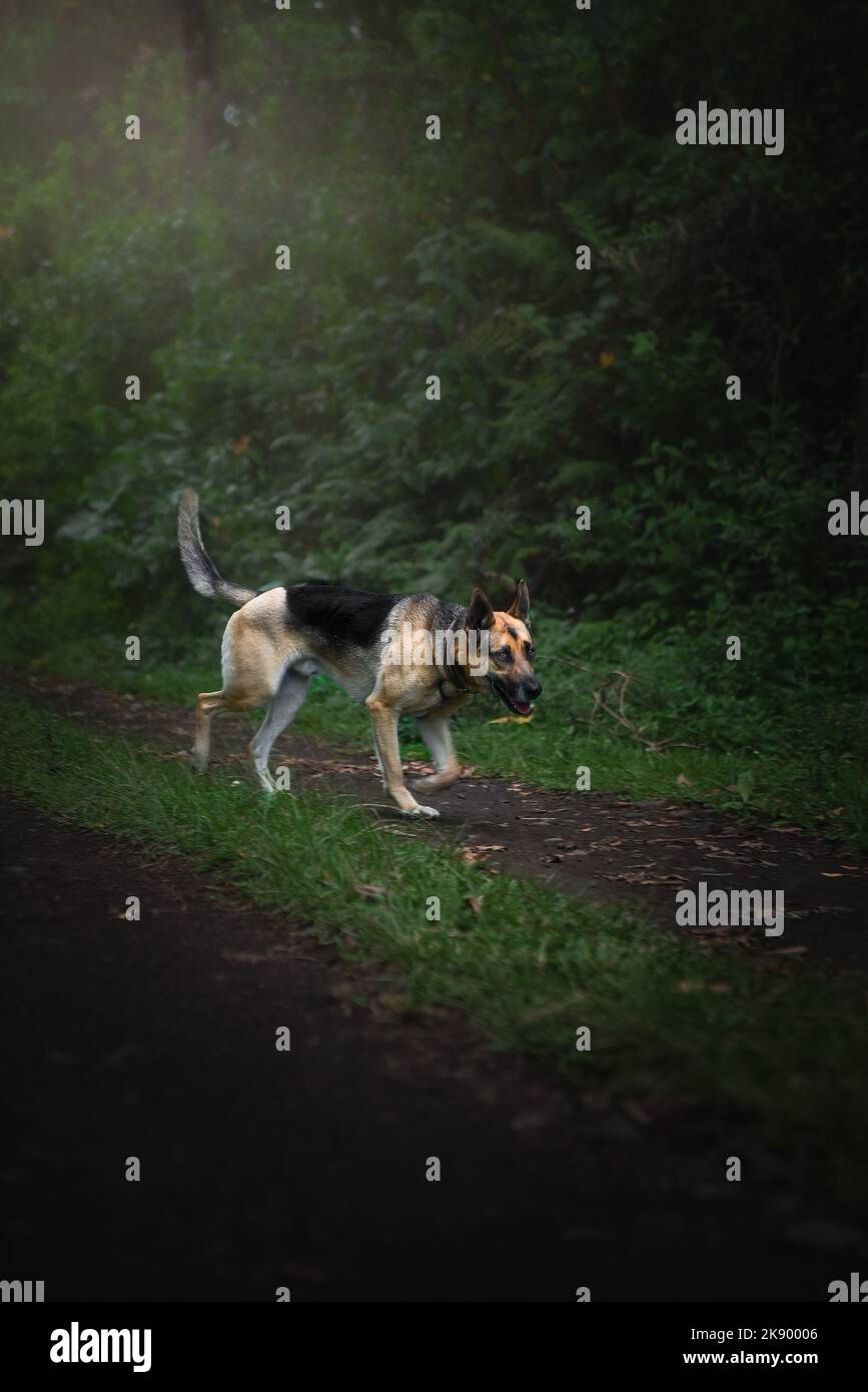 A vertical of German Shepherd dog walking in the forest Stock Photo - Alamy