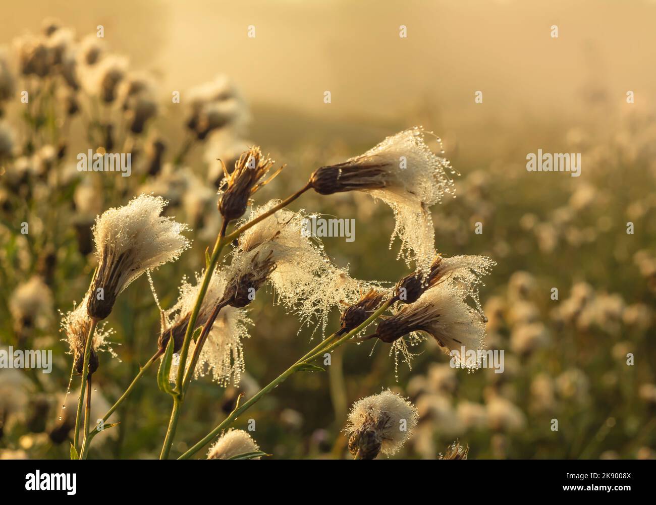 Winter White Fuzzy Weeds 20 Types Of Flowering Weeds | Petal Talk