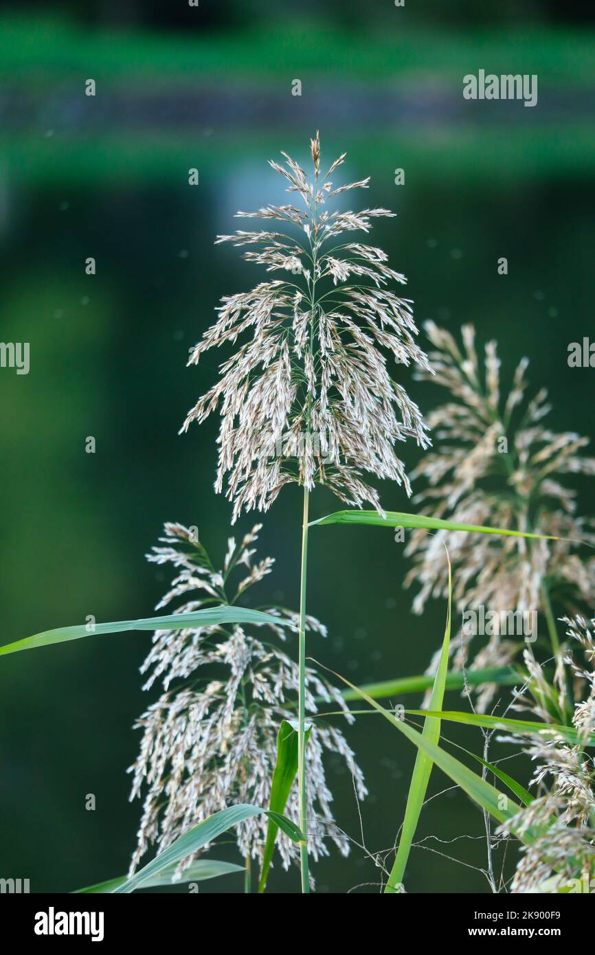A vertical shot of the common reed (Phragmites australis Stock Photo ...
