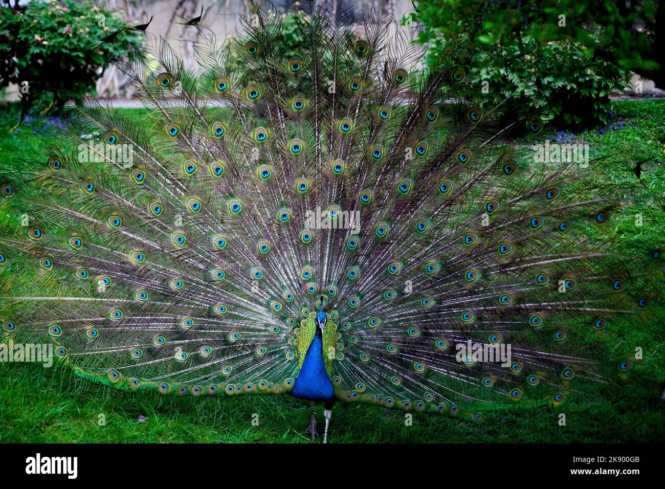 A peacock with fanned tail in Wilhelm zoo, Stuttgart, Germany Stock ...