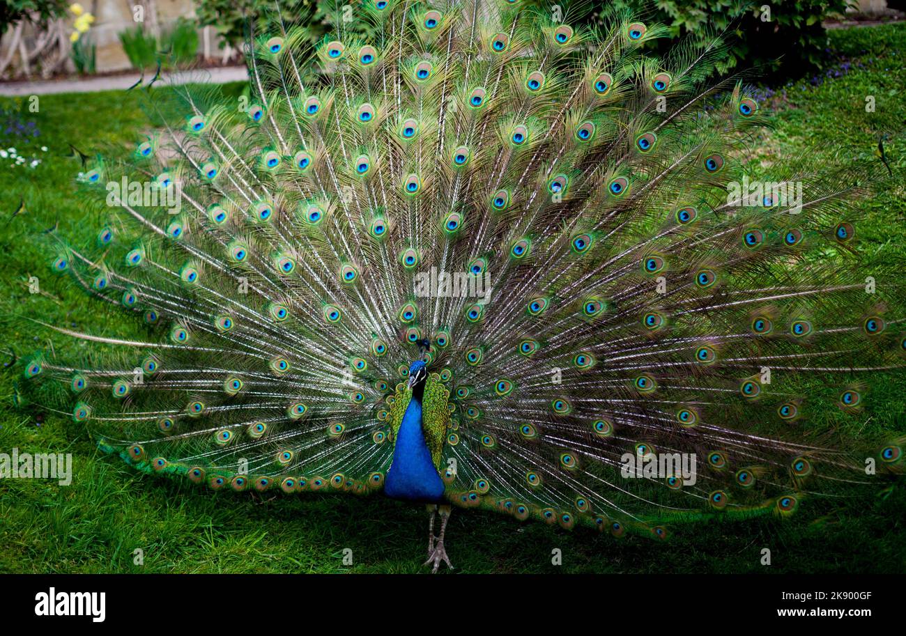 A peacock with fanned tail in Wilhelm zoo, Stuttgart, Germany Stock ...