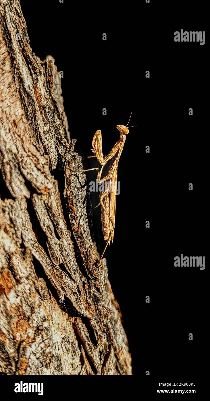 Mantis texture hi-res stock photography and images - Alamy