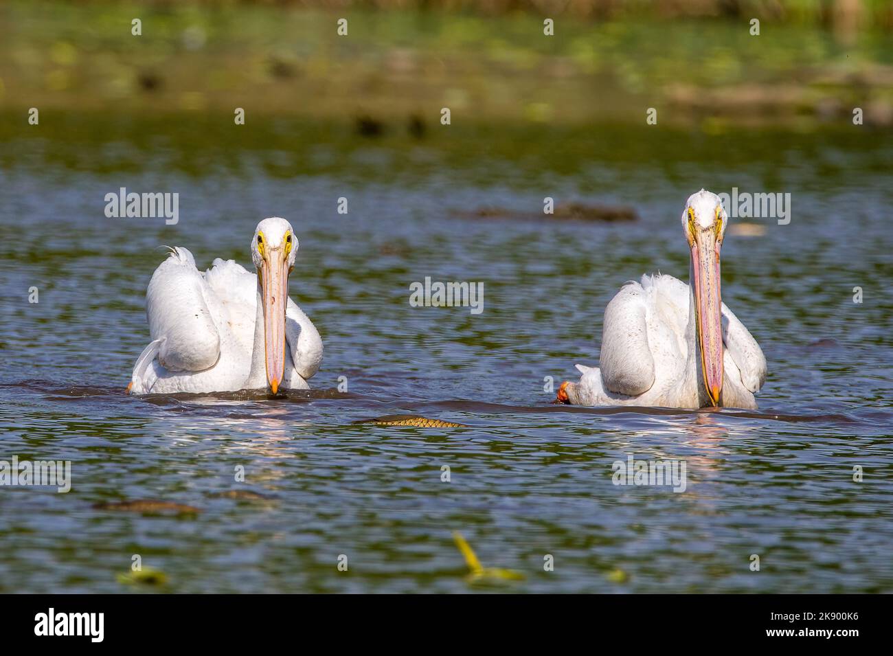 Two American white pelicans floating in the pond and looking at the ...