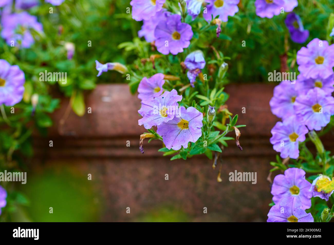 Purple garden flowers. A photo of beautiful purple flowers in ...