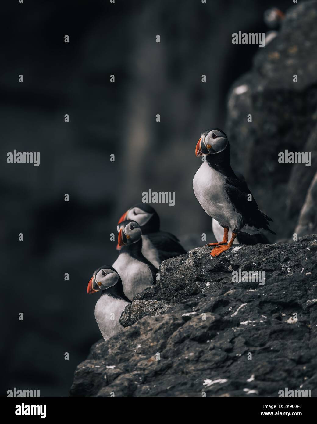 A four puffin birds on gray concrete fragment Stock Photo - Alamy