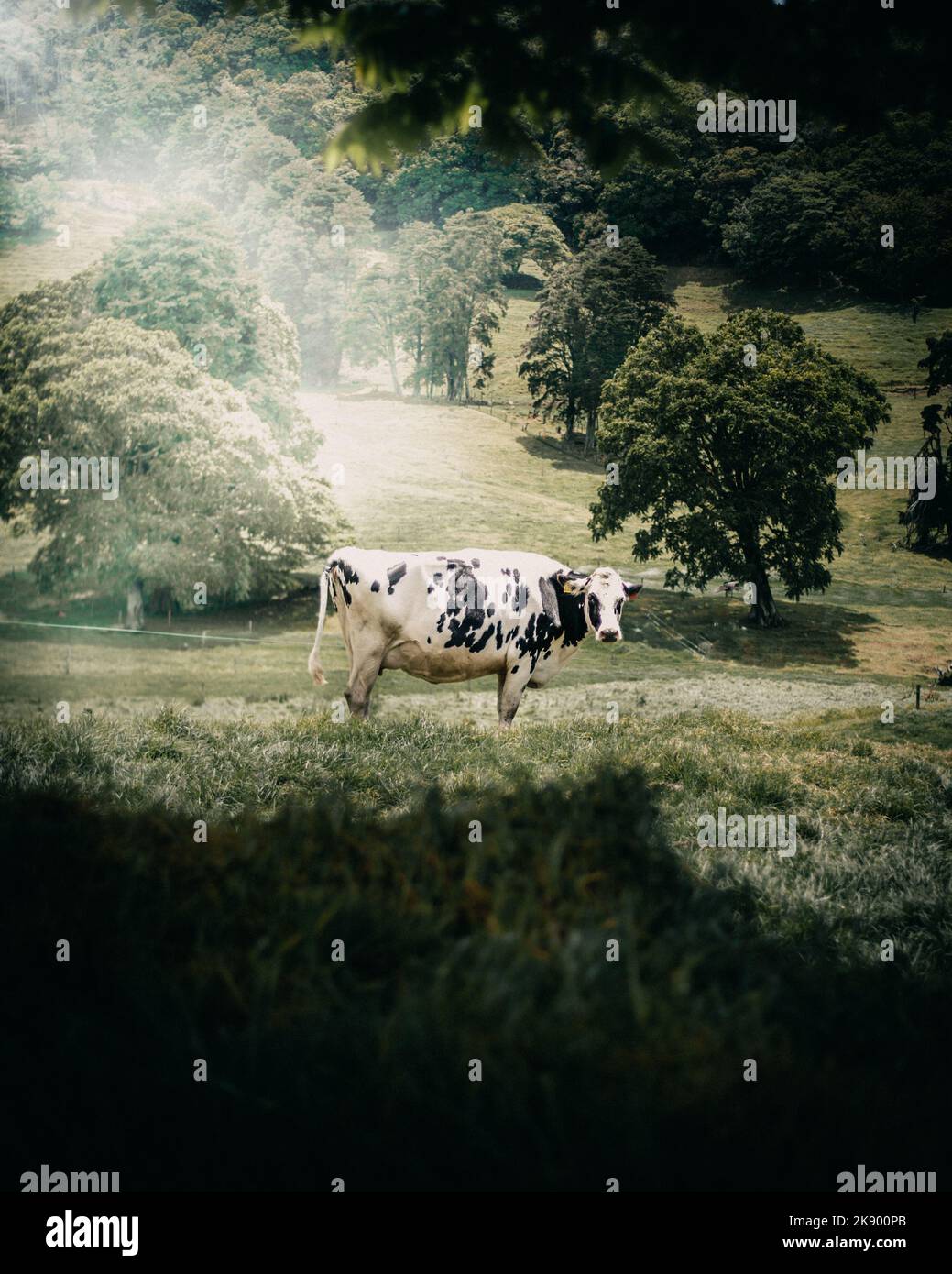 A view of the cow in the nature around the green trees Stock Photo - Alamy