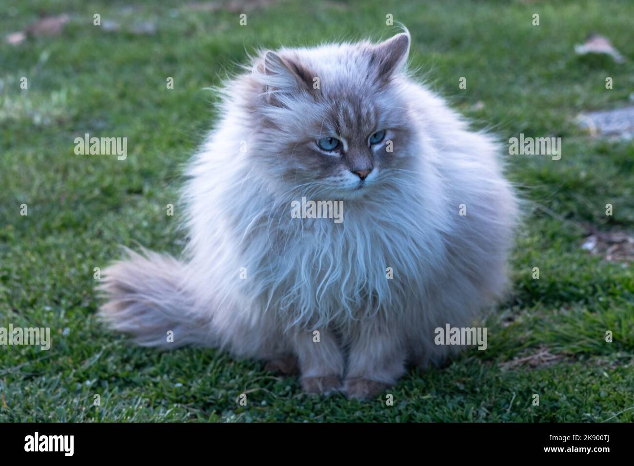 A closeup shot of a cute furry blue-eyed Siberian cat resting on the ...