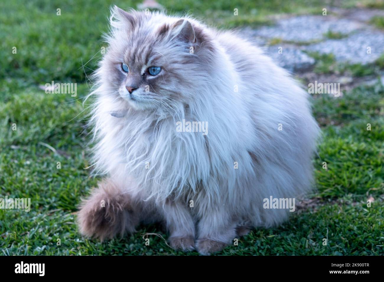 A closeup shot of a cute furry blue-eyed Siberian cat resting on the ...