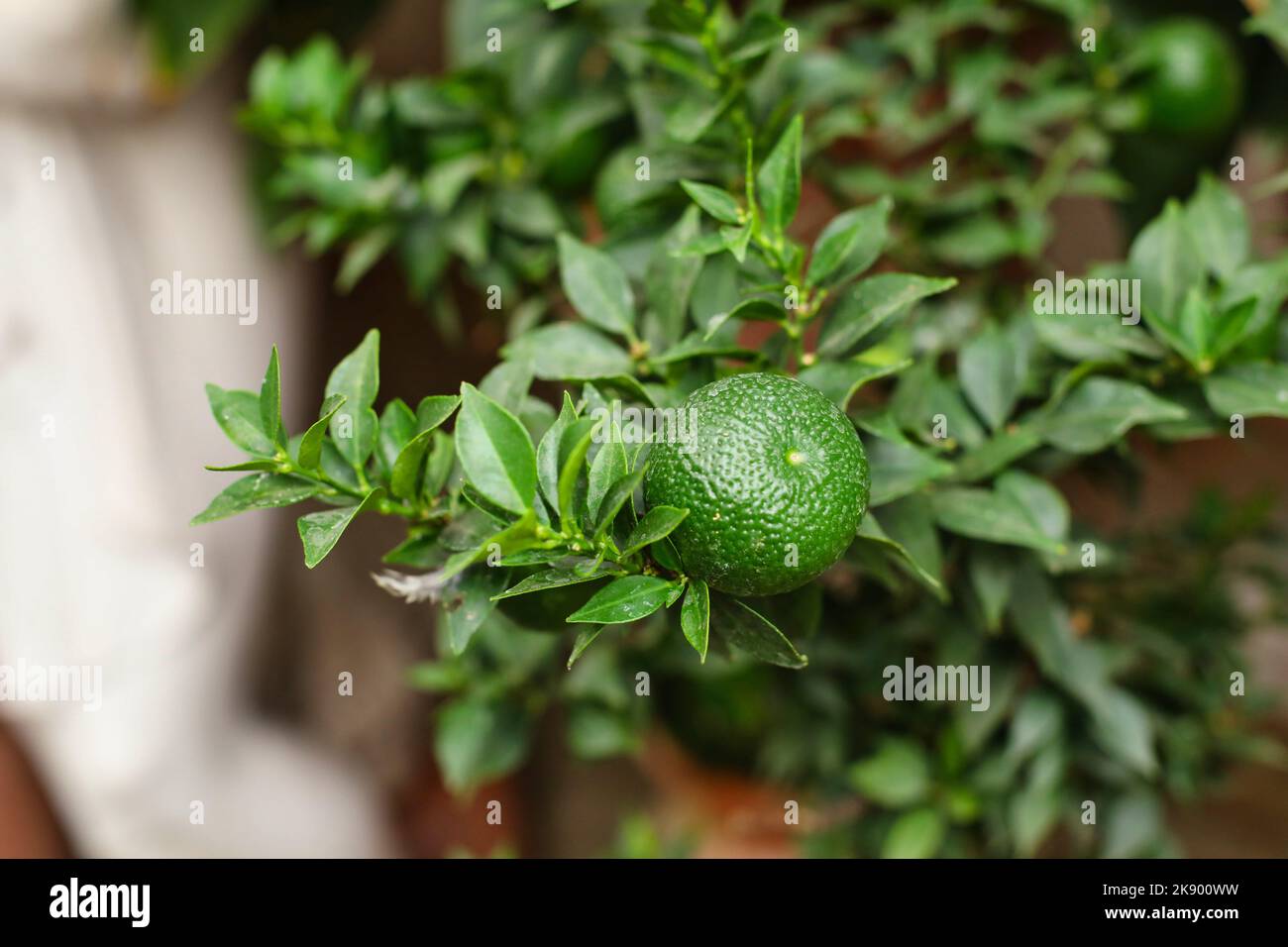 A selective focus shot of green fruit on Myrtle-leaved orange tree with ...