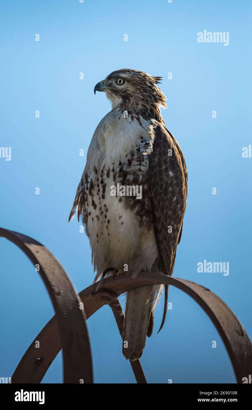 A vertical closeup of a hawk bird perching on a metal structure under ...