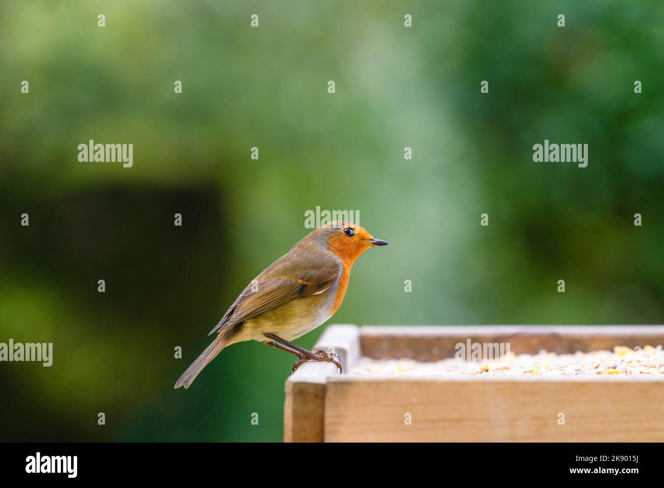 A selective focus shot of a European robin bird perched on a wooden ...