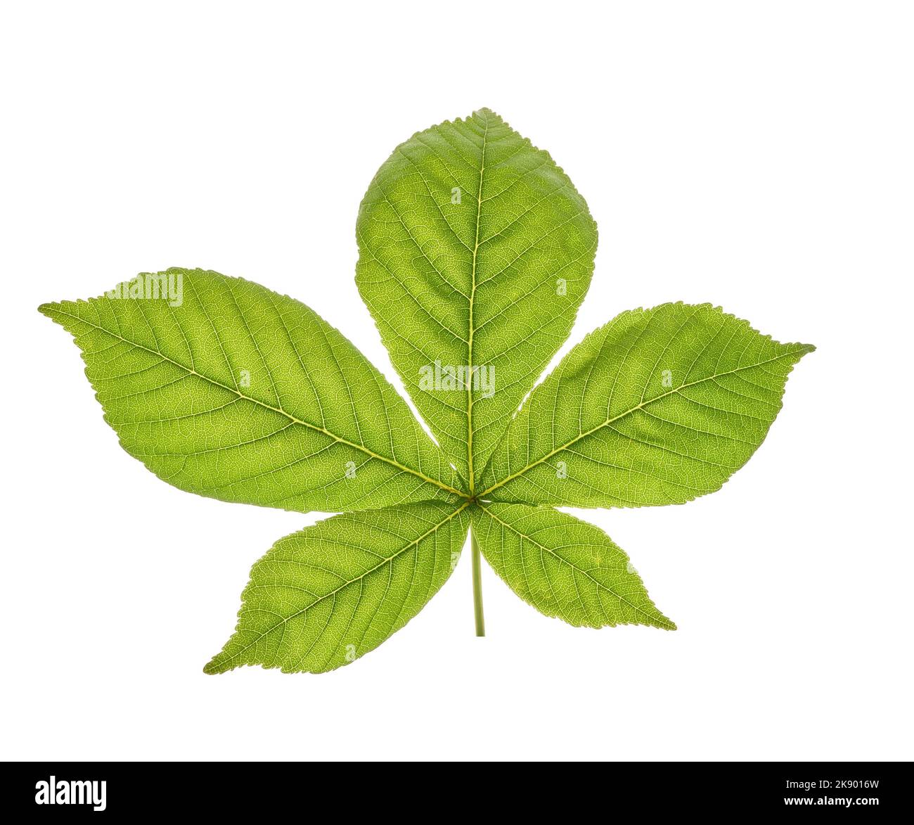 A bright green chestnut tree leaf isolated on a white background Stock ...