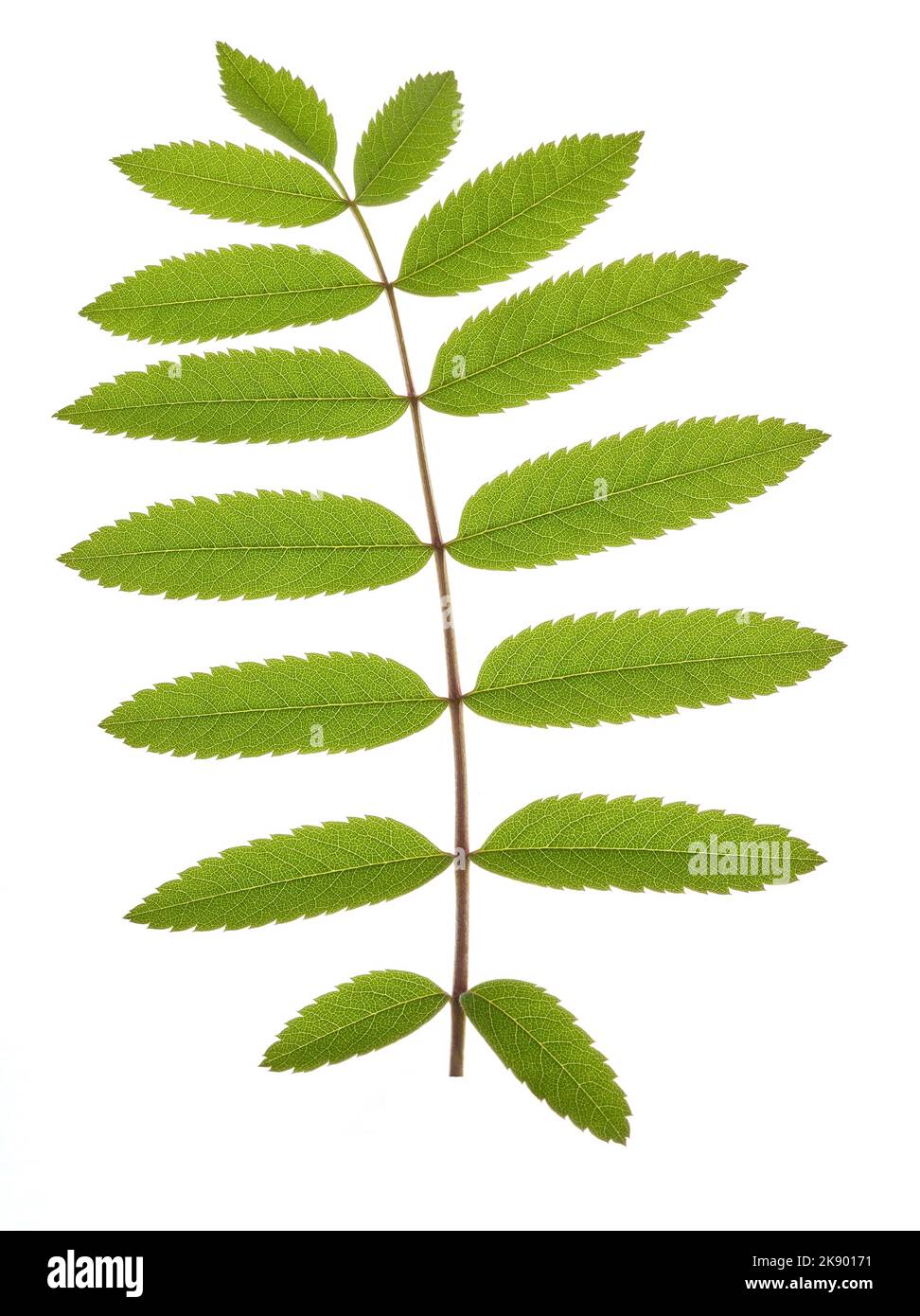 A branch with green rowan leaves isolated on a white background Stock ...