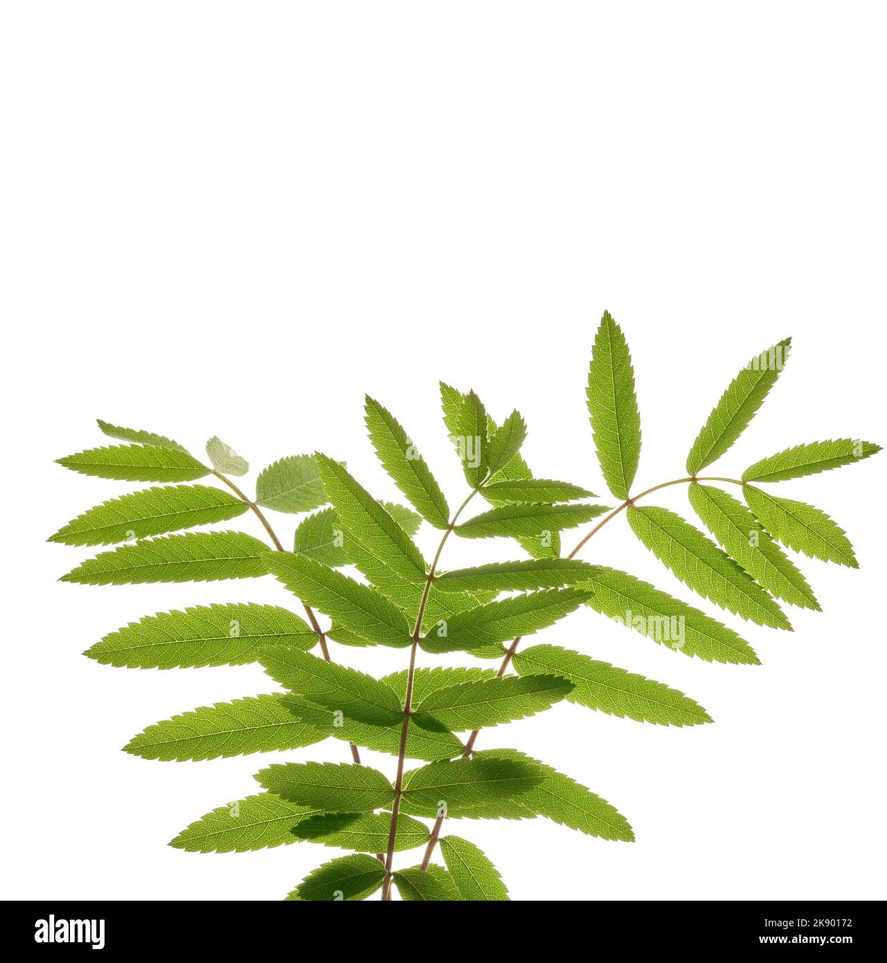 The branches of green rowan leaves isolated on a white background Stock ...