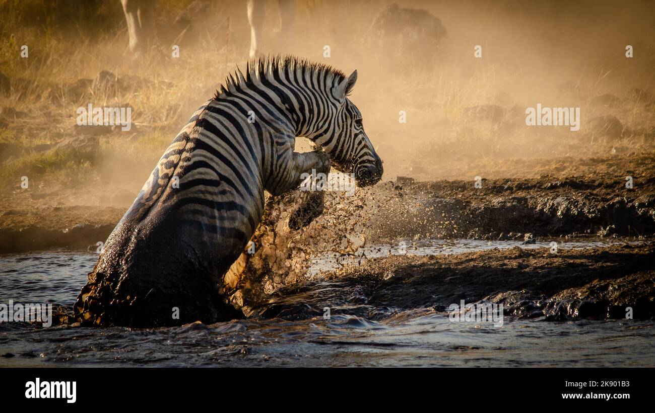 Horse drinking water out hi-res stock photography and images - Alamy