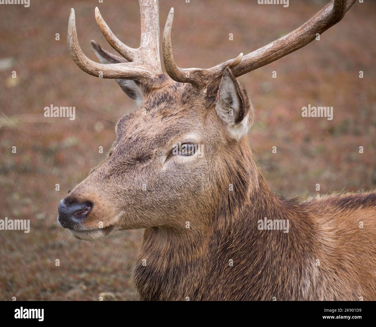 Hart deer hi-res stock photography and images - Alamy