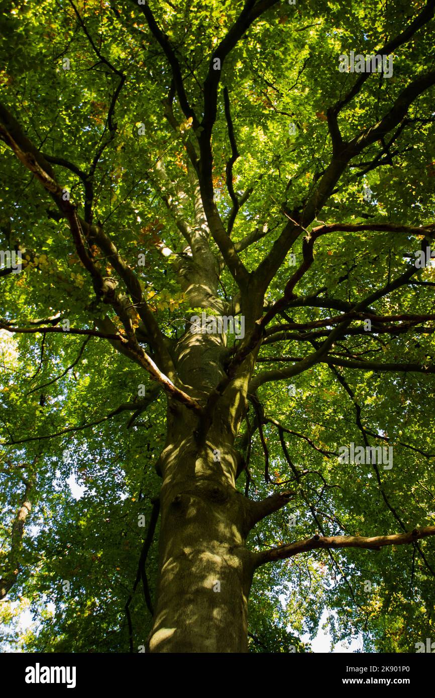 Vu entre les arbres hi-res stock photography and images - Alamy