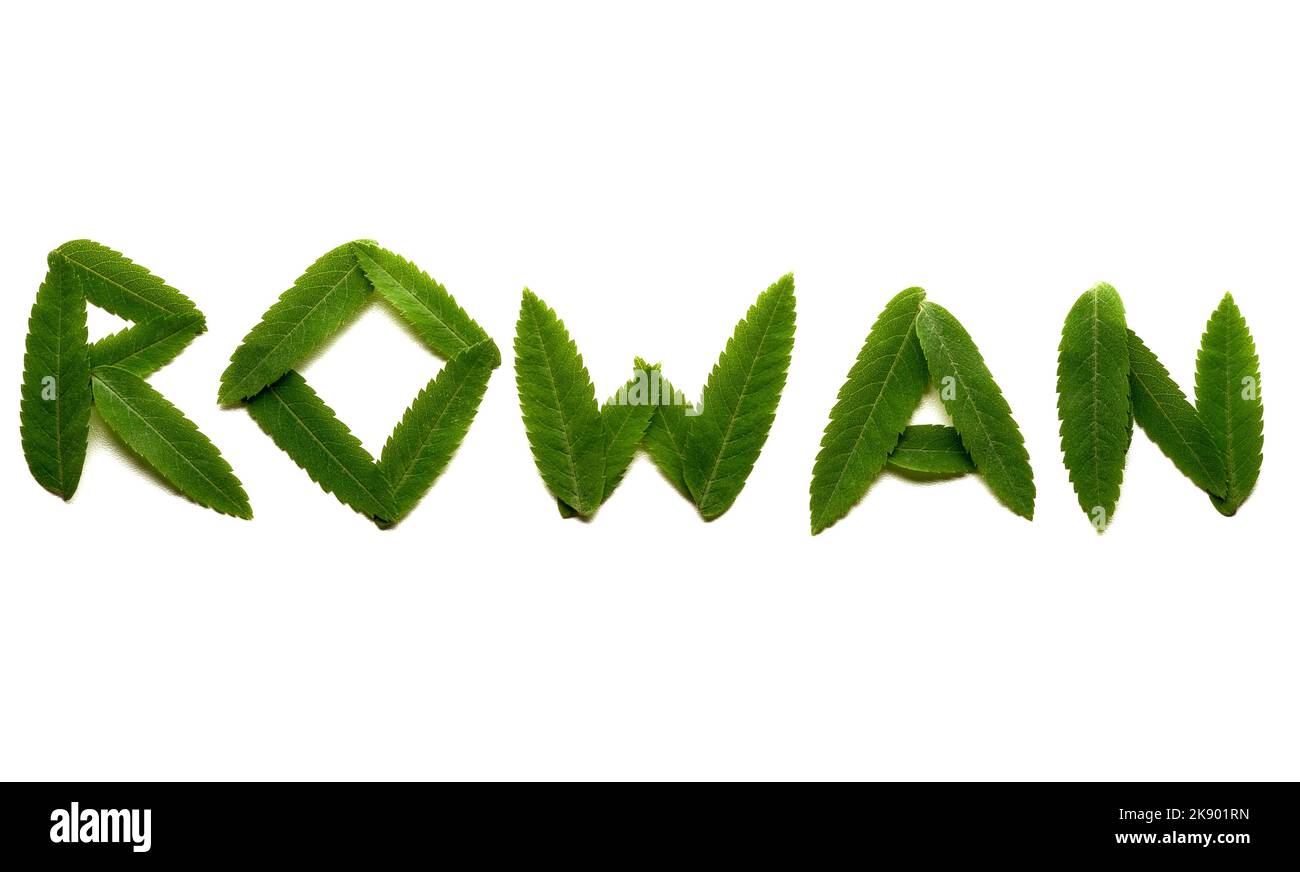 The word rowan made of rowan leaves isolated on a white background ...