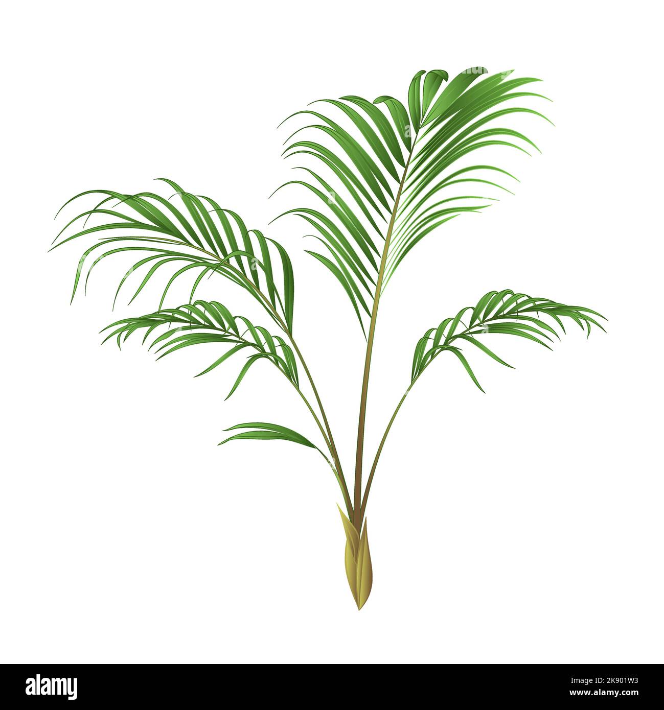 Editable palm tree hi-res stock photography and images - Alamy