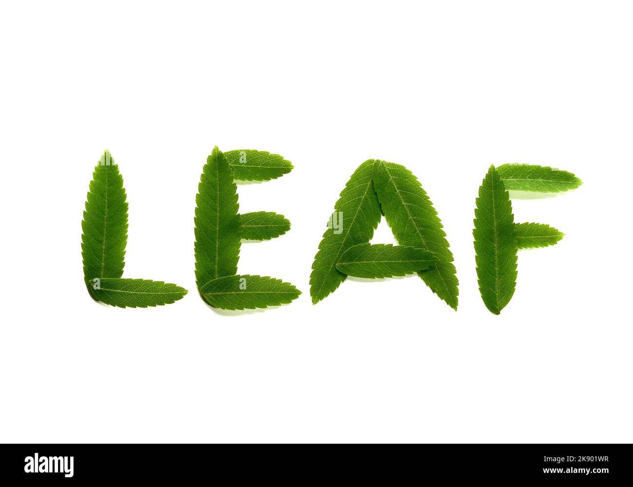 The word leaf made of rowan leaves isolated on a white background Stock ...