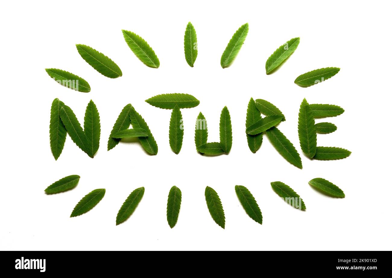 The word nature made of rowan leaves isolated on a white background ...