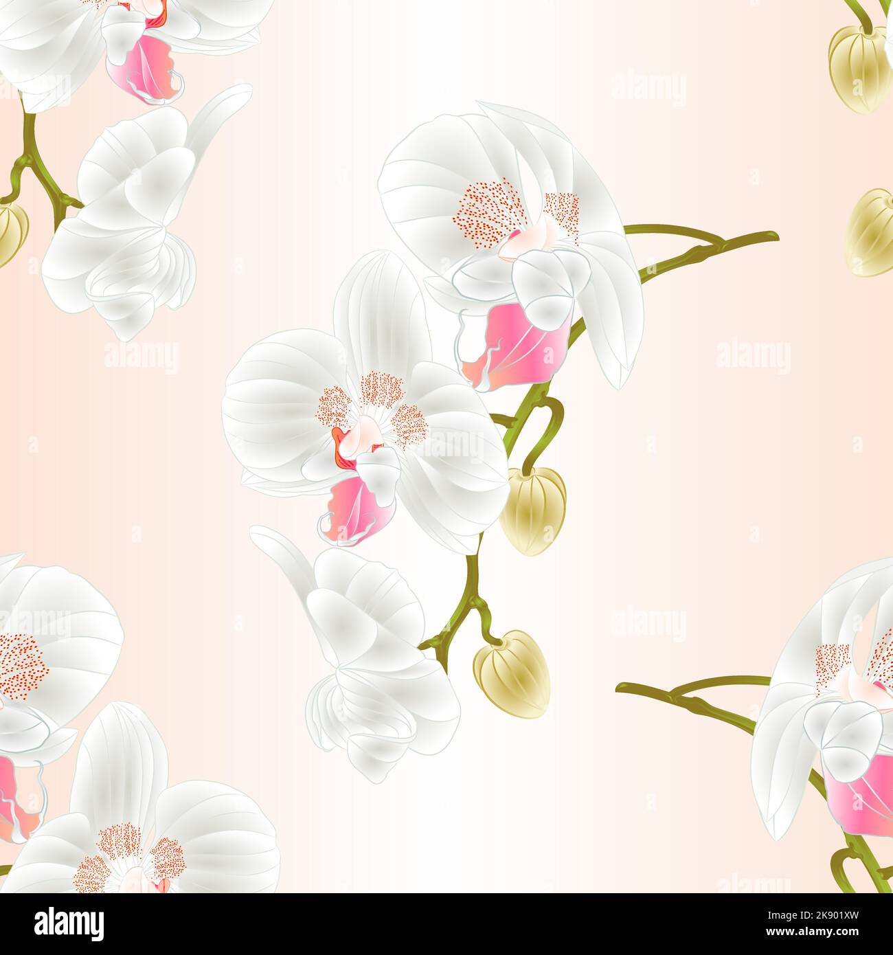 Seamless Texture Beautiful Orchid Phalaenopsis Stem With White Flowers