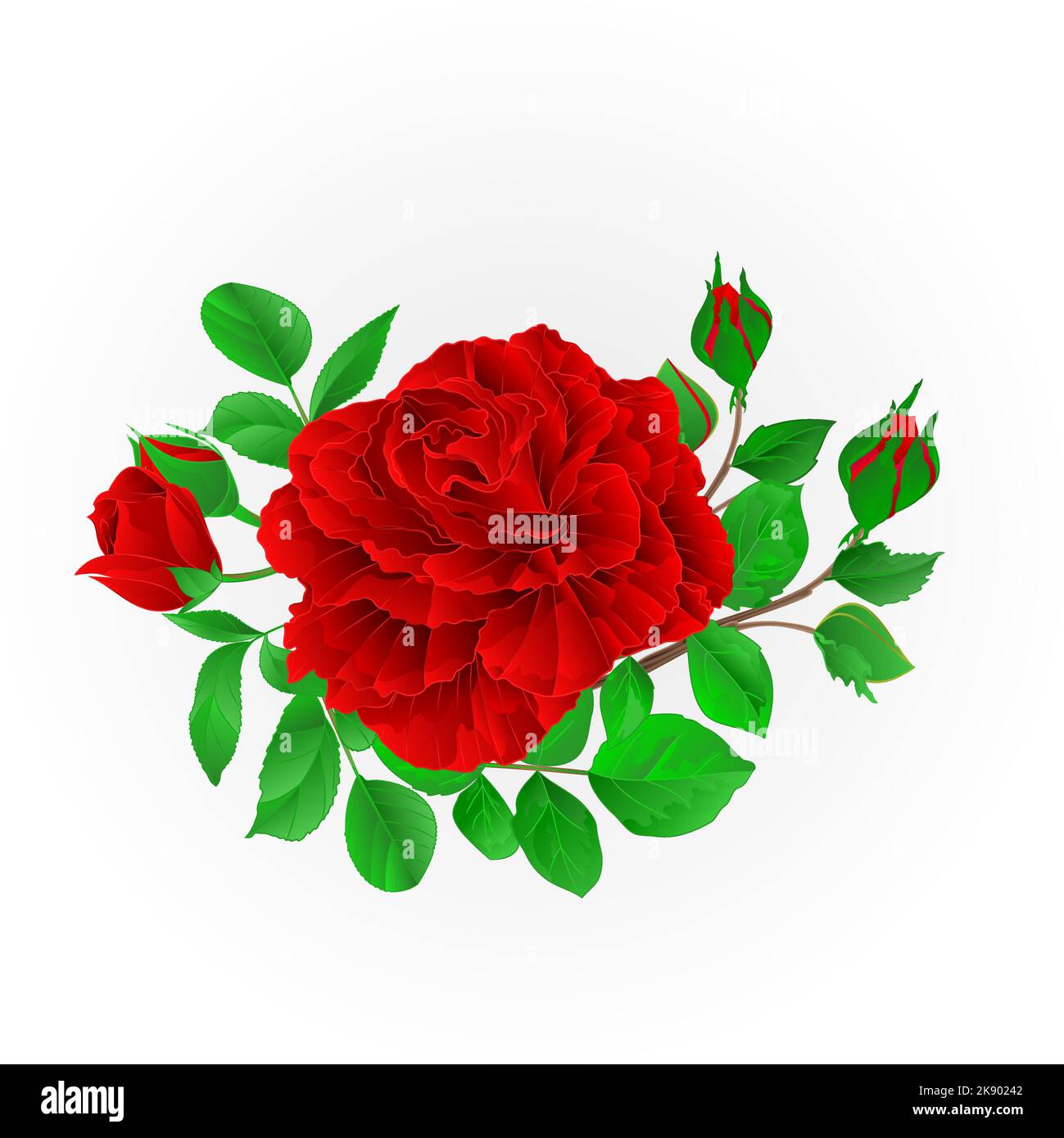 Red rose with buds and leaves vintage Festive background vector illustration editable hand draw ...