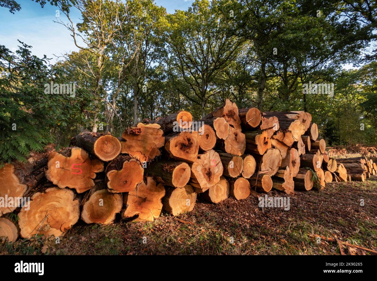 Felled trees stacked for collection in a woodland in Warwickshire ...