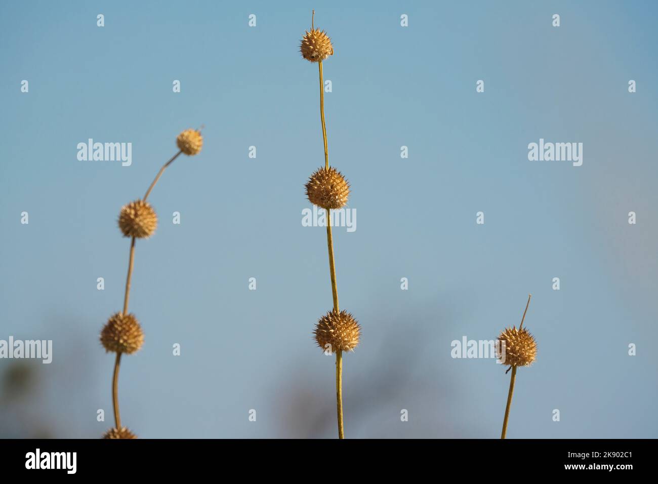 Lion ear seed hi-res stock photography and images - Alamy