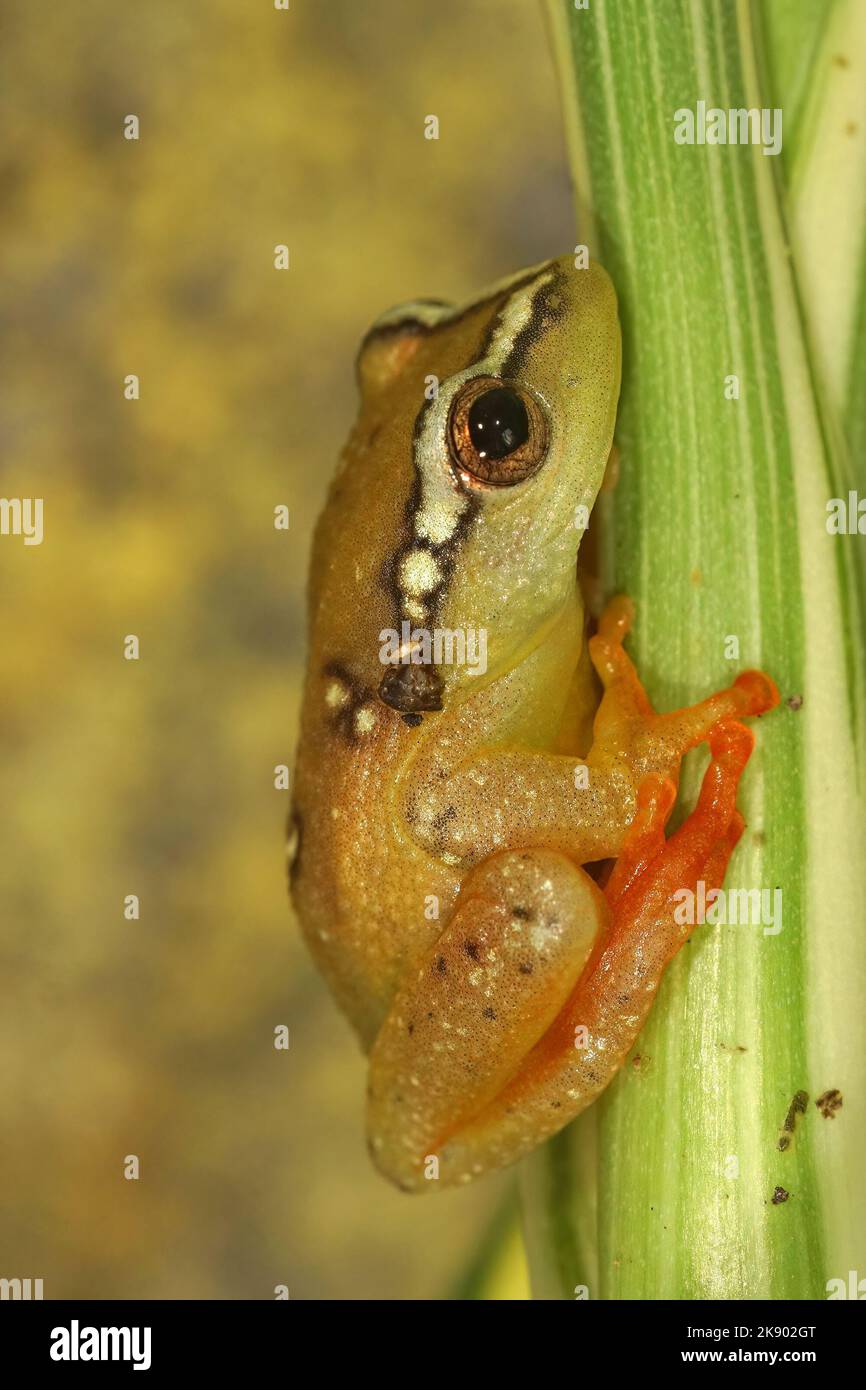 An african red frog(Hyperolius) on a green plant, vertical Stock Photo ...