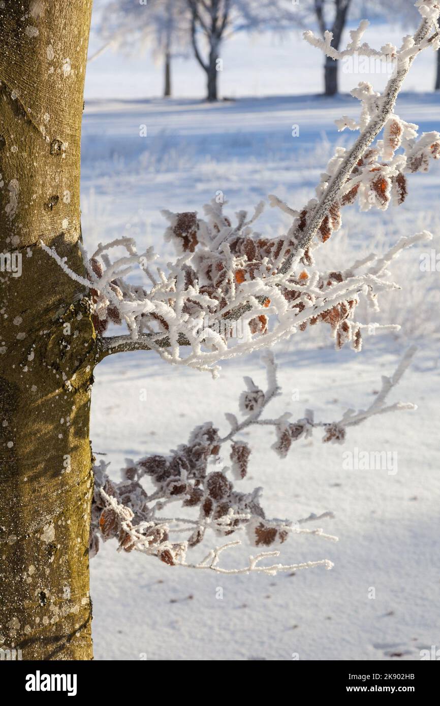 Beech tree branch with hoarfrost Stock Photo - Alamy
