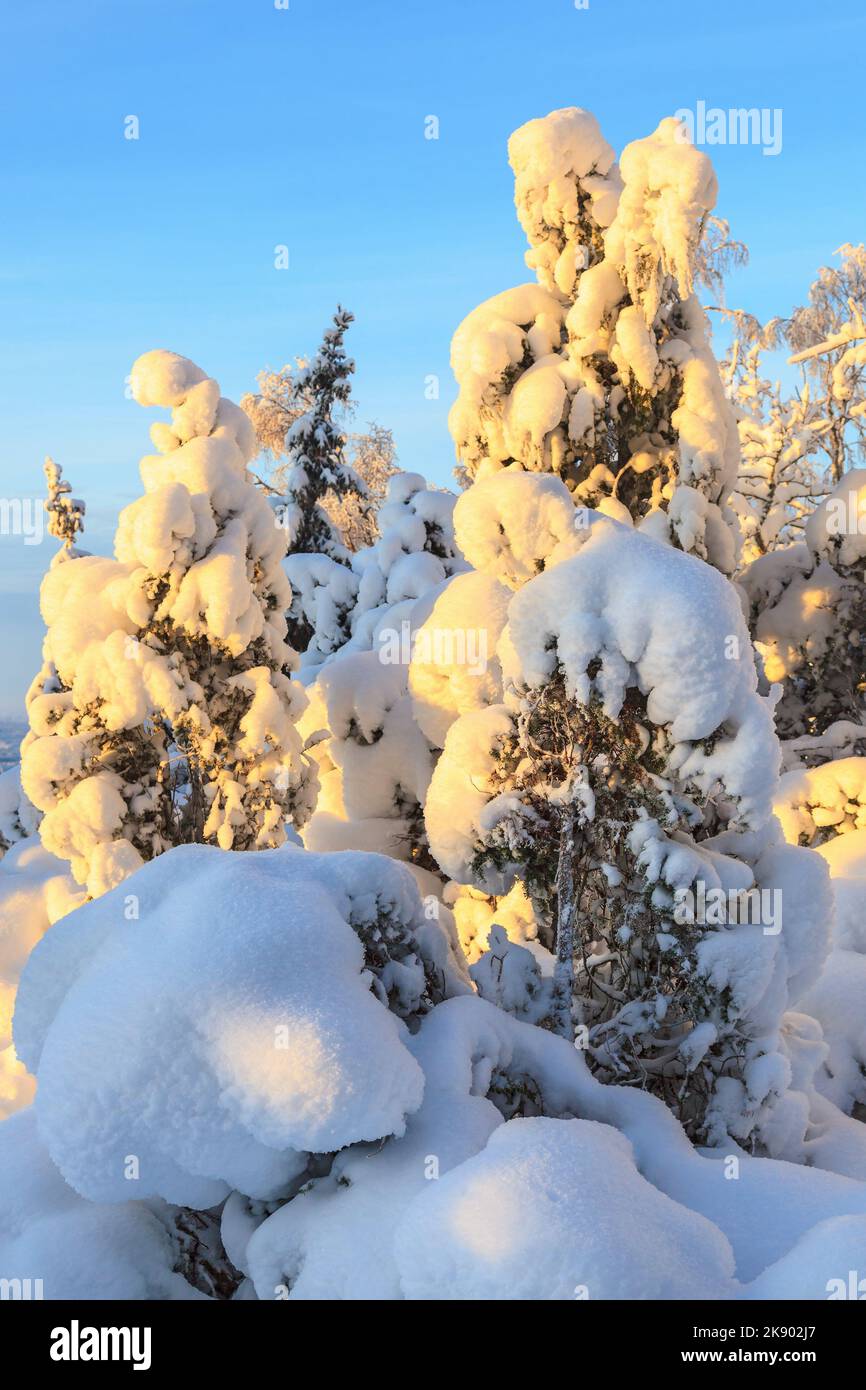 Juniper trees covered in snow hi-res stock photography and images - Alamy