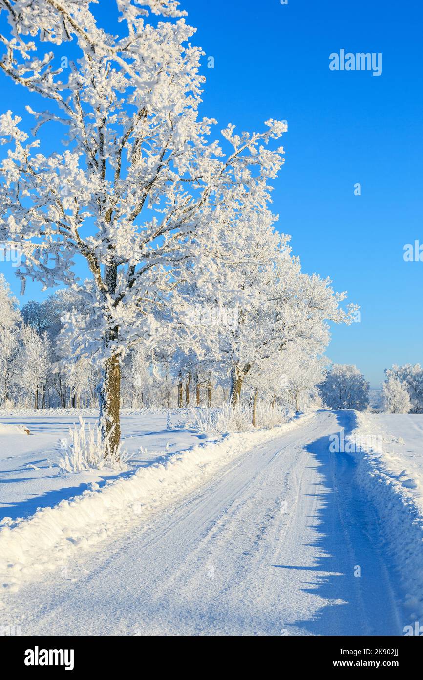 Treelined road in winter hi-res stock photography and images - Alamy