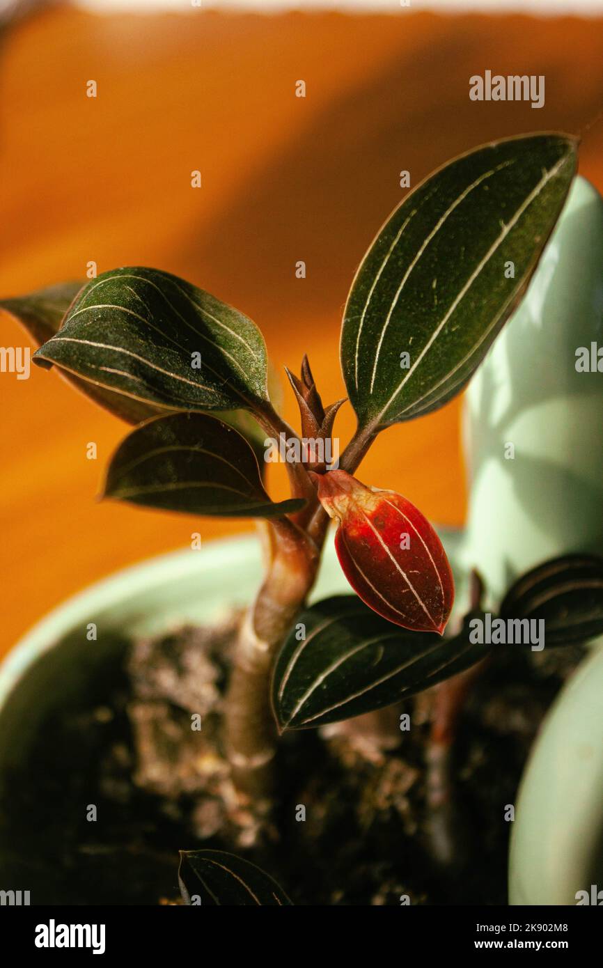 A closeup shot of a Ludisia discolor plant on pot plant with orange ...