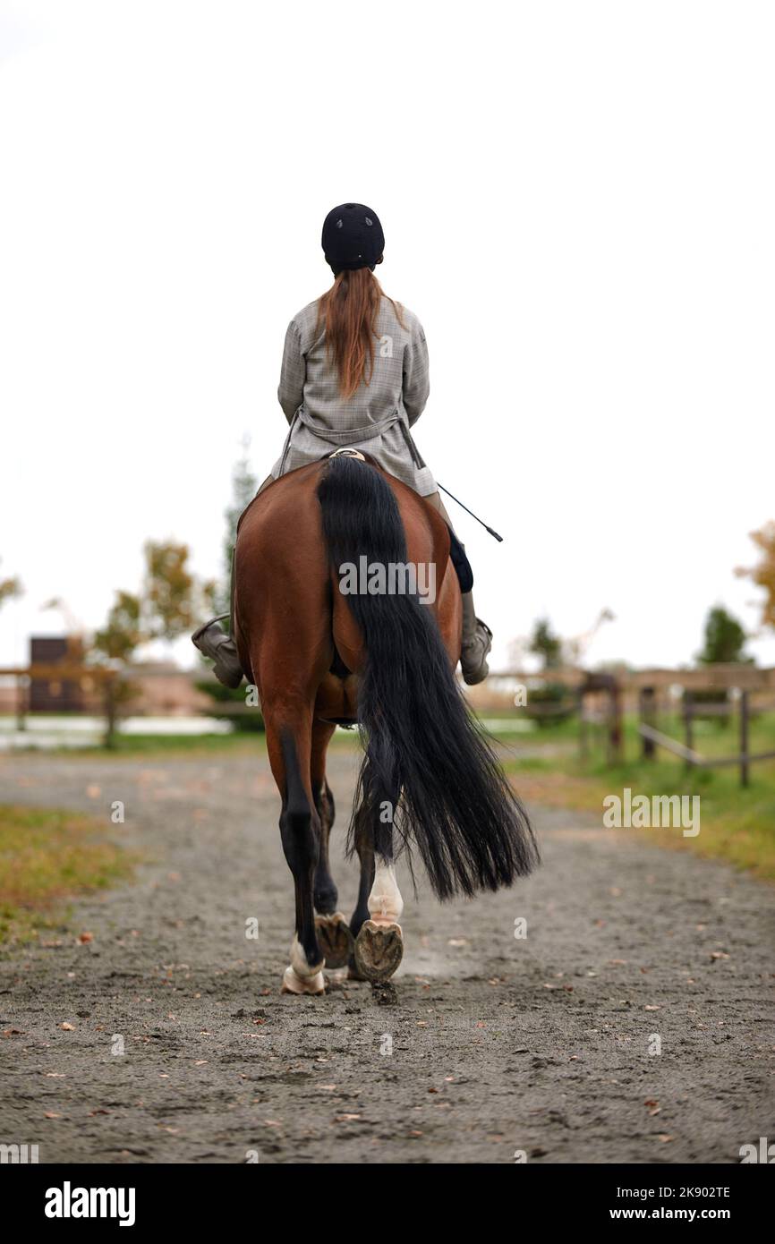Rear view shot. Portrait of a pretty young woman with a brown horse ...