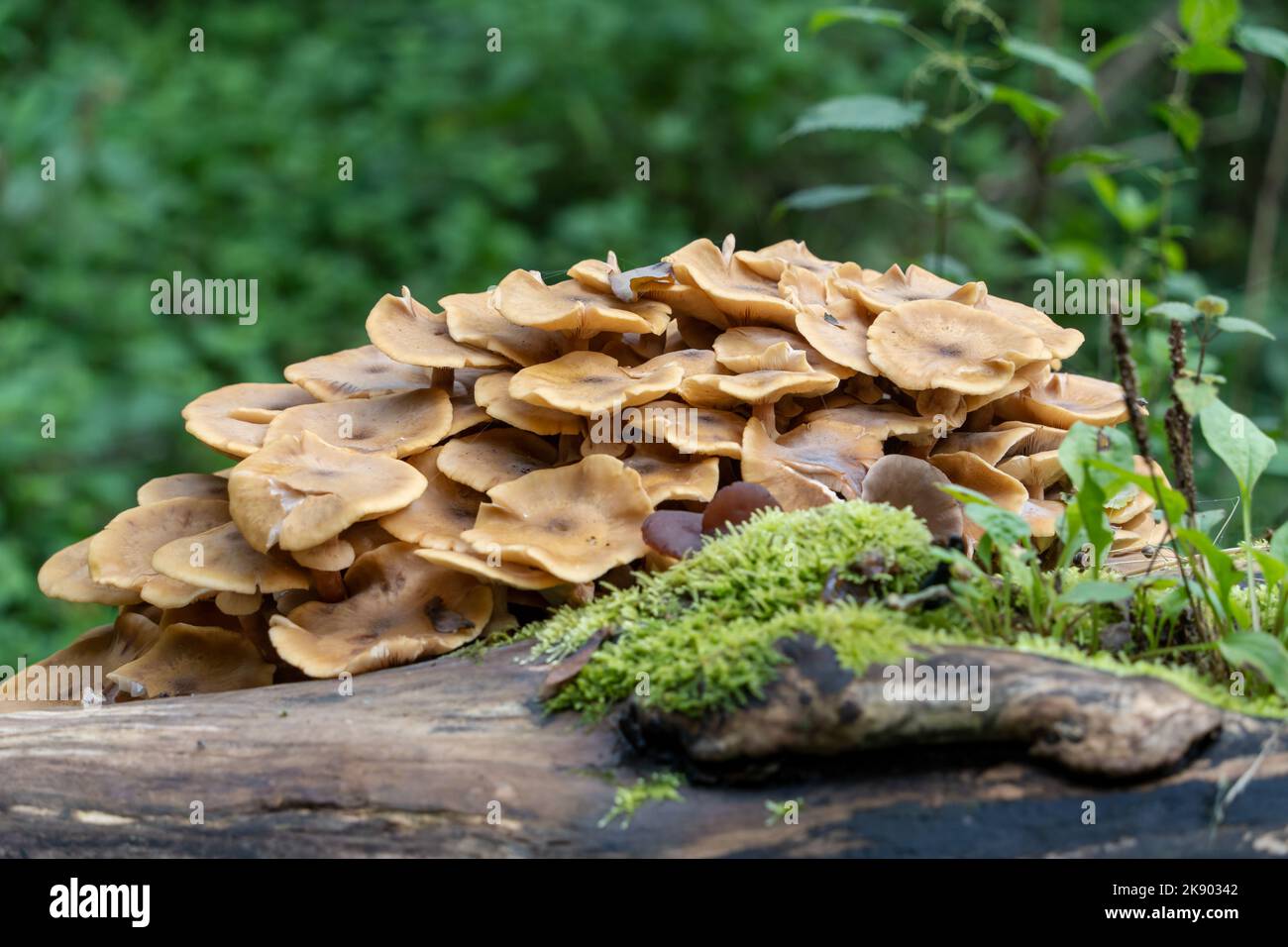 The mushrooms growing near a mossy tree trunk in the autumn forest ...