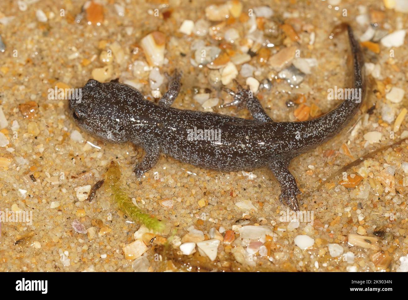 The the endangered Hynobius tokyoensis salamander on the wet ground ...