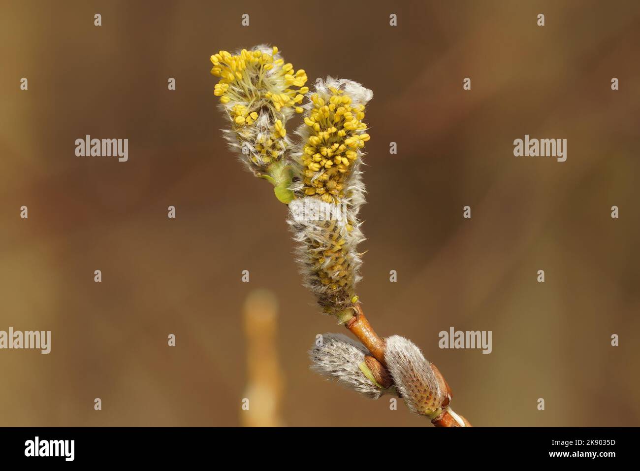 Goat willow bud hi-res stock photography and images - Alamy
