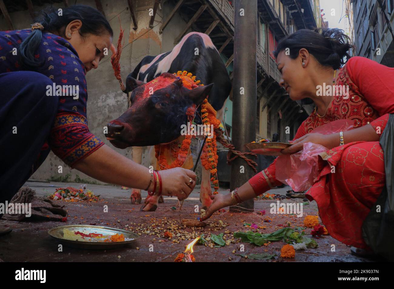 Gai tihar hi-res stock photography and images - Alamy