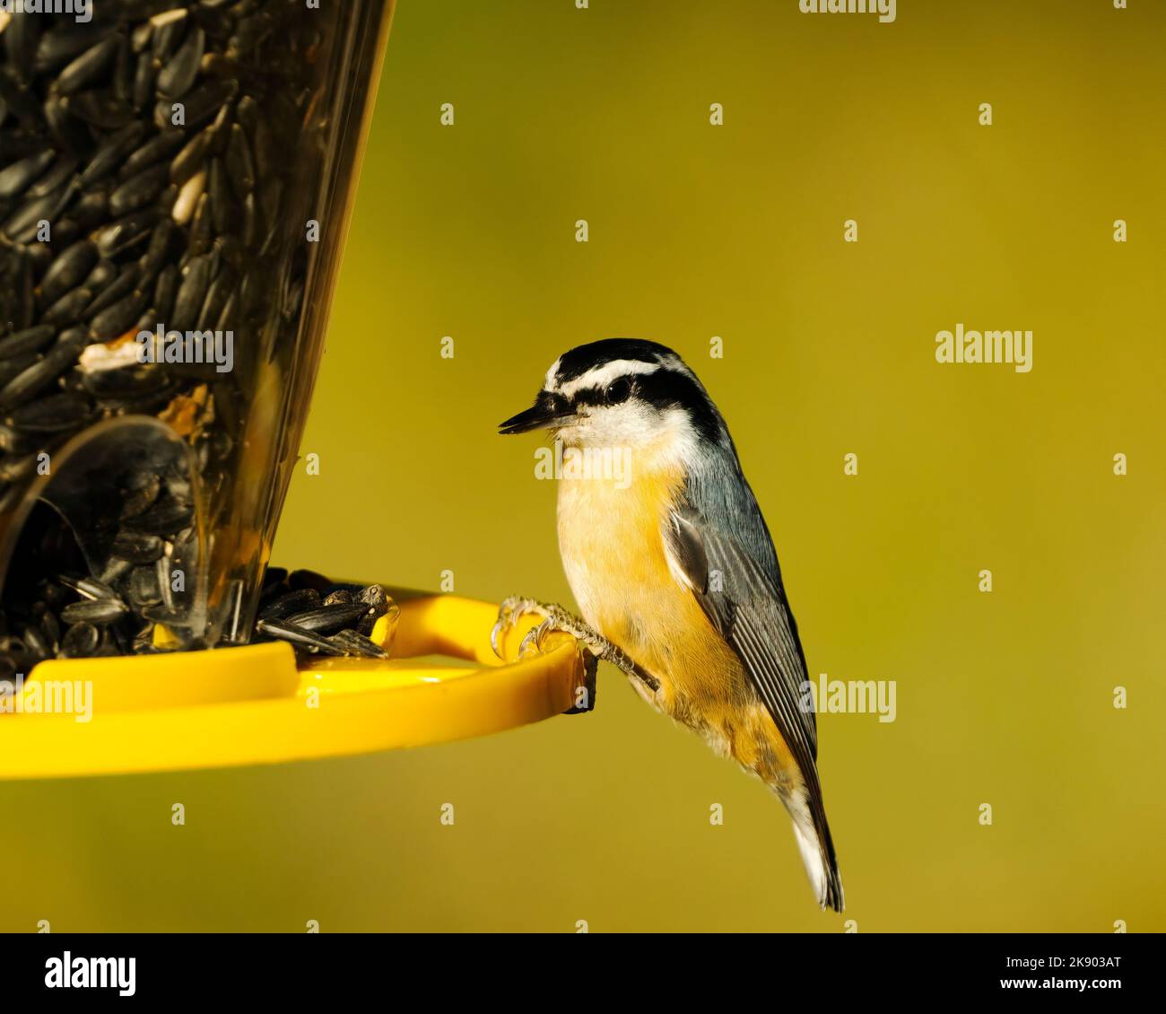 A closeup of a cute red-breasted nuthatch bird on a bird feeder Stock ...