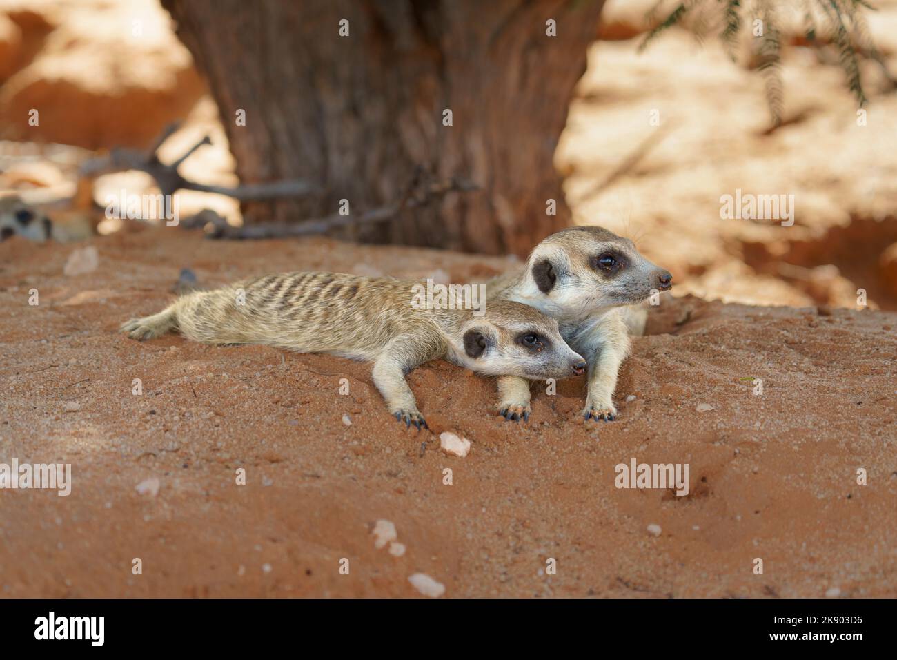 2 baby Meerkats (Suricata suricatta) are a intimate moment. Kgalagadi ...