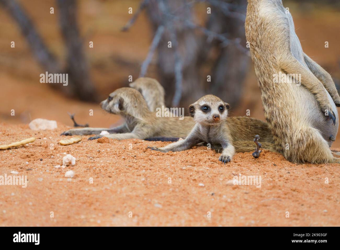 Meerkats family (Suricata suricatta) carefully observes the sky ...
