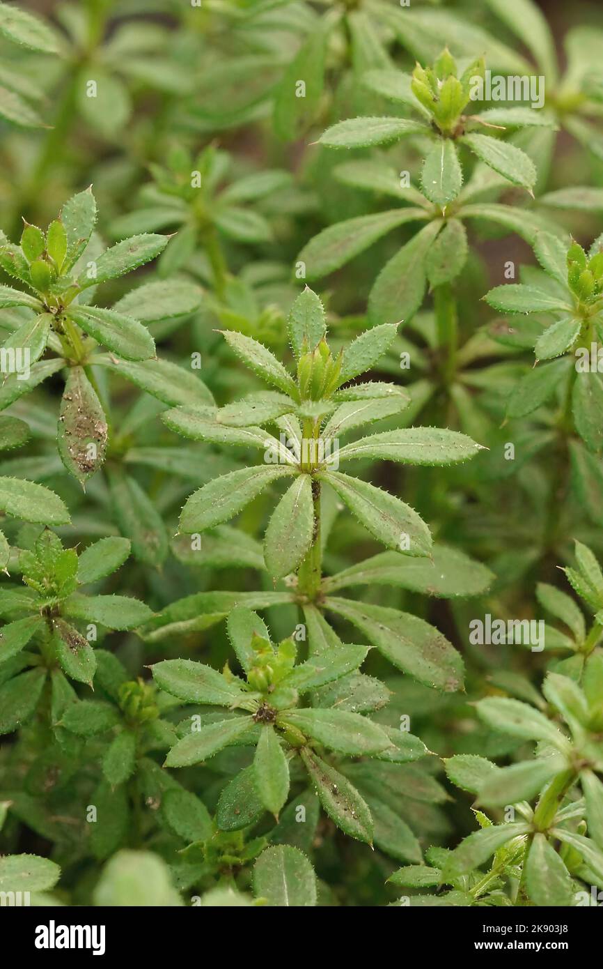 Catchweed hi-res stock photography and images - Alamy