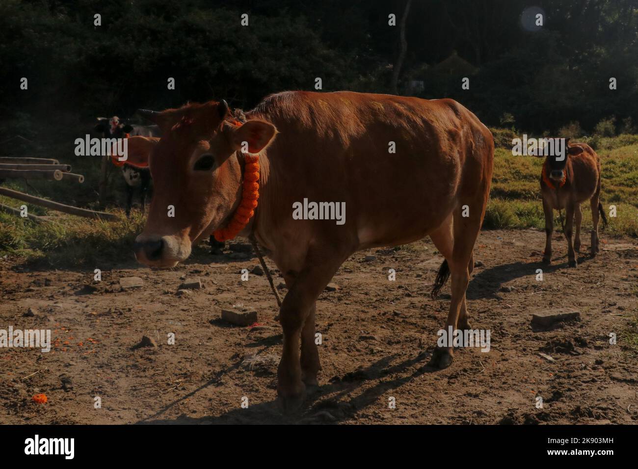 Kathmandu, Nepal, October.25,2022, . The national animal of Nepal cow ...
