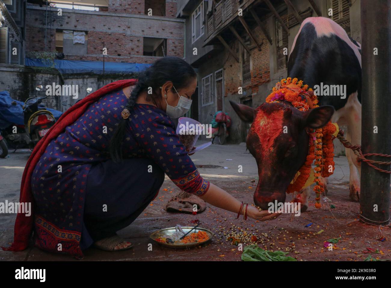 Kathmandu, Nepal, October.25,2022, . Nepalese women worship cow during ...