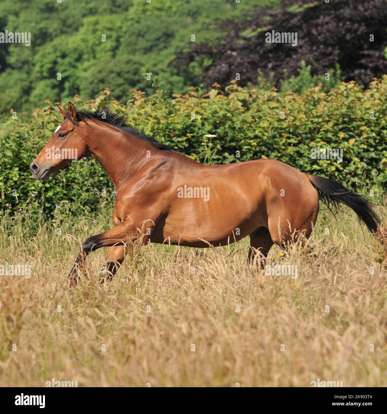 bay horse galloping in a field Stock Photo - Alamy