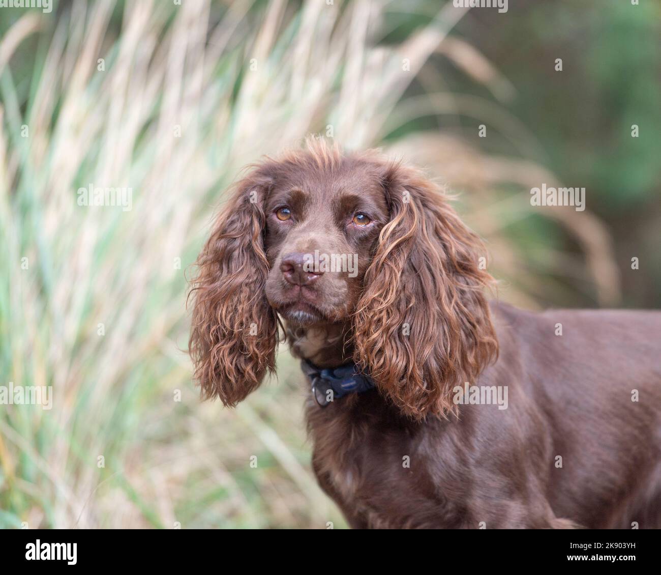 working cocker spaniel Stock Photo - Alamy