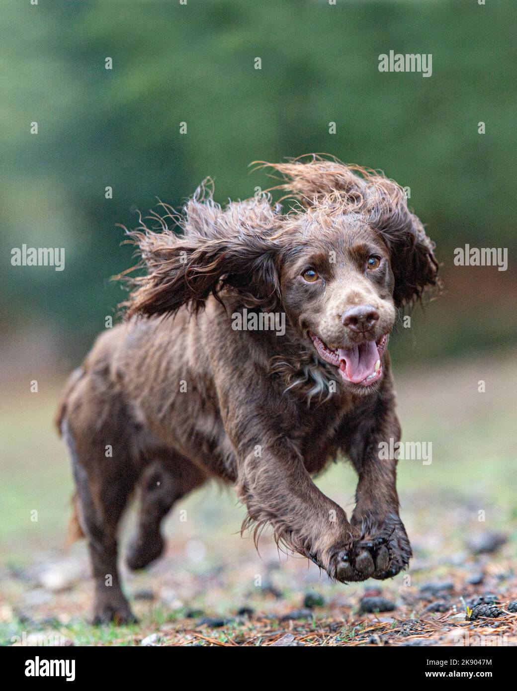 working English Cocker Spaniel dog Stock Photo - Alamy